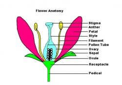 The Parts of a Rose Flower - HubPages