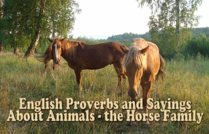 English Proverbs and Sayings About Animals - the Horse Family(Equines ...