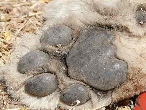 Declawing Tigers and Lions - HubPages