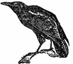Raven Symbolism, Lore & Mythology - HubPages