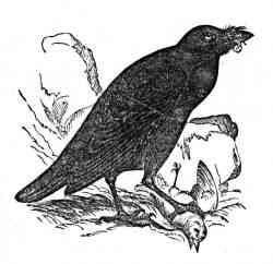 Raven Symbolism, Lore & Mythology - HubPages
