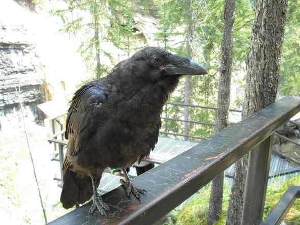 Raven Symbolism, Lore & Mythology - HubPages