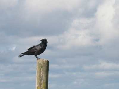 Raven Symbolism, Lore & Mythology - HubPages