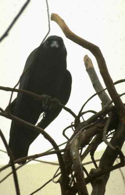 Raven Symbolism, Lore & Mythology - HubPages