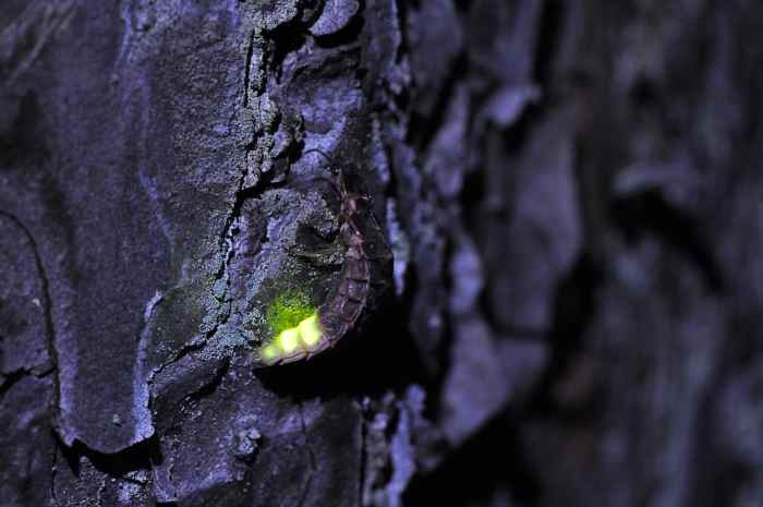 Bioluminescence Facts and Light Production in Multiple Species - Owlcation