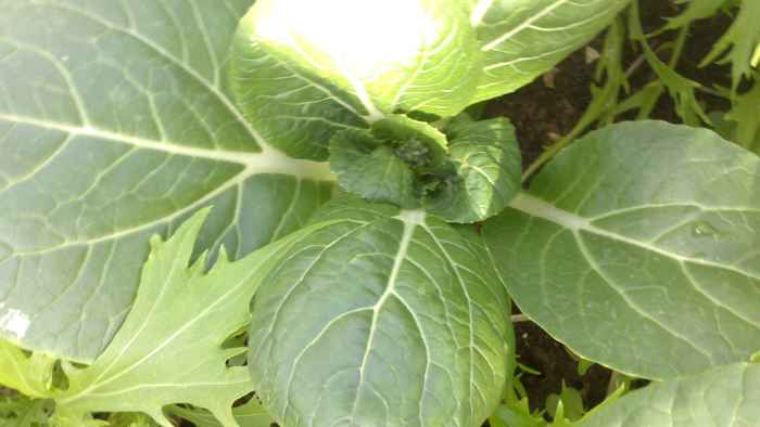 Pak Choi (Pechay ) Stir Fry Recipes - HubPages