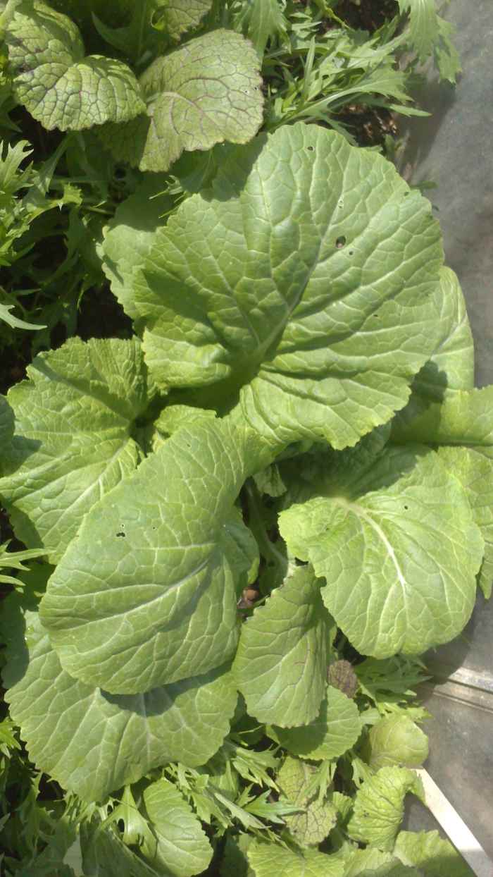 Pak Choi (Pechay ) Stir Fry Recipes - HubPages