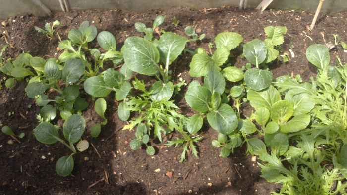 Pak Choi (Pechay ) Stir Fry Recipes - HubPages