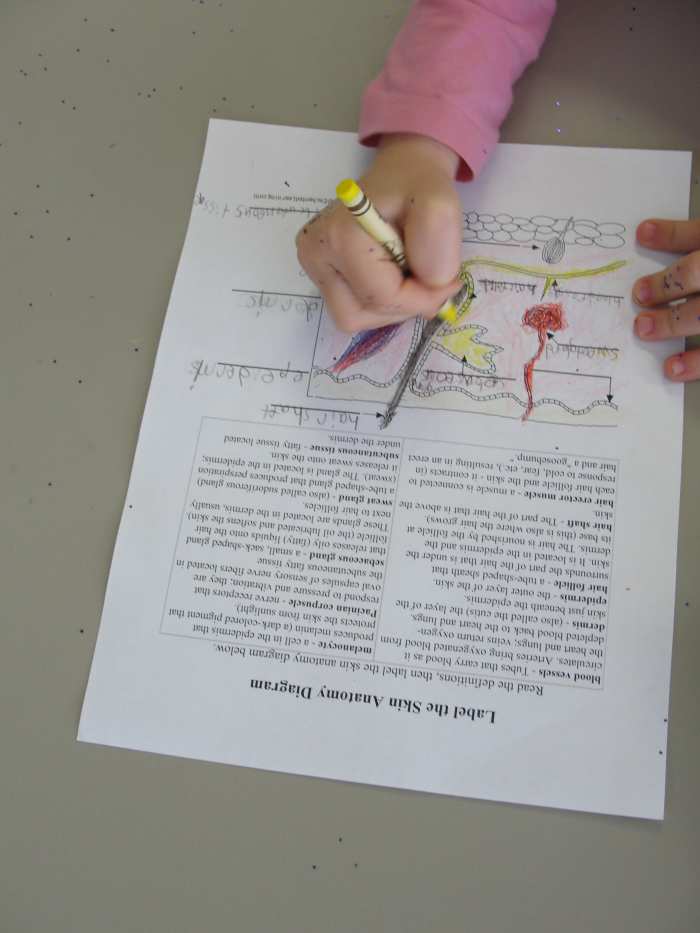 Immune System and Skin Lesson - HubPages