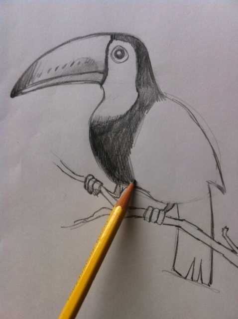 How to Draw a Tropical Bird - HubPages