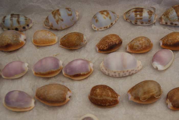 The Cowrie Shell in World and African History - HubPages