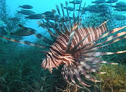 The Most Dangerous Fish of the Sea - HubPages