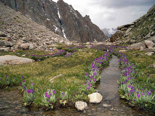 Alpine Biome - HubPages