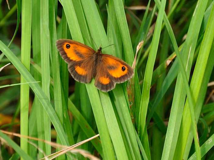 Guide to British Butterfly Identification UK - HubPages