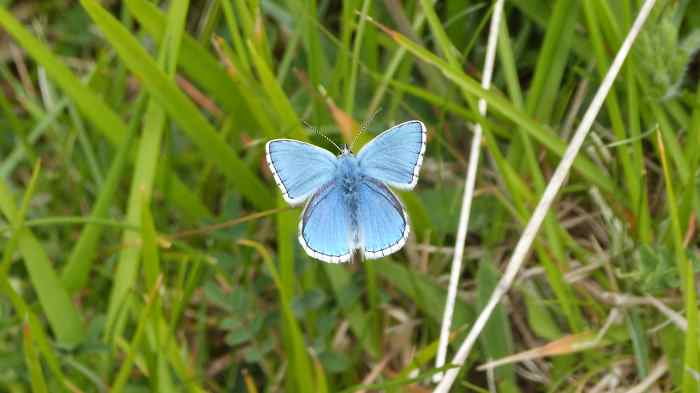 Guide to British Butterfly Identification UK - HubPages