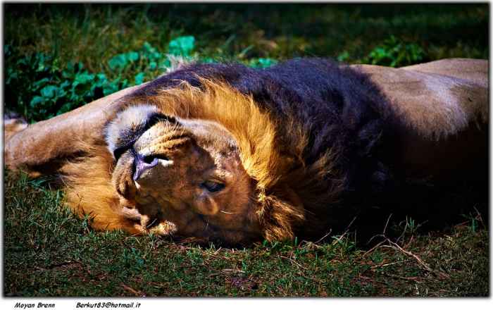 What Does a Lion's Roar Sound Like - HubPages