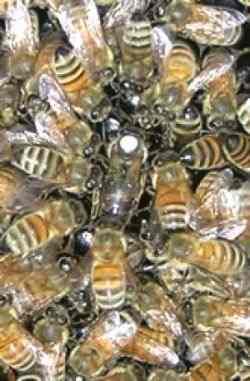 Brighid : A Bee Goddess? - HubPages