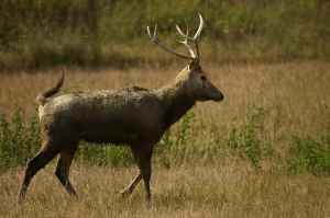 Why do we need zoos? A place were animals suffer in their unnatural ...