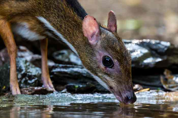 Children Bedtime Story - Story of Mouse Deer and a Farmer - HubPages