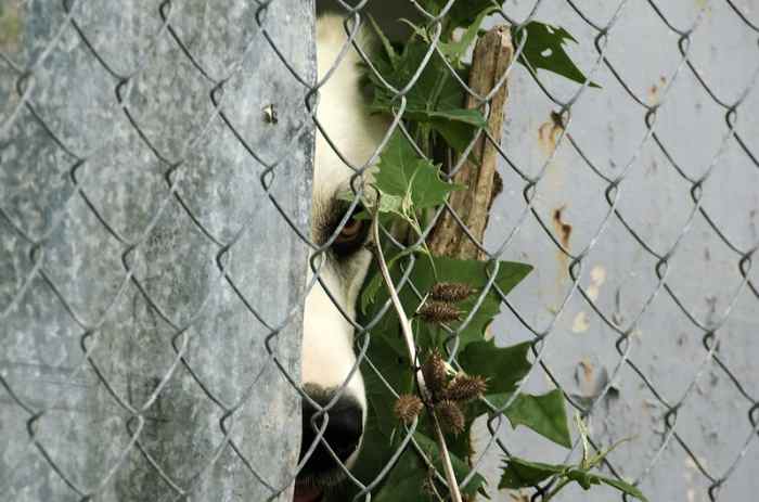 Children Bedtime Story - Story of Mouse Deer and a Farmer - HubPages