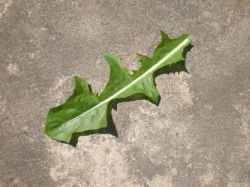 How to identify dandelion - HubPages