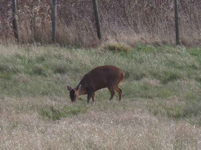 Muntjac Deer – UK Invasive Species - HubPages