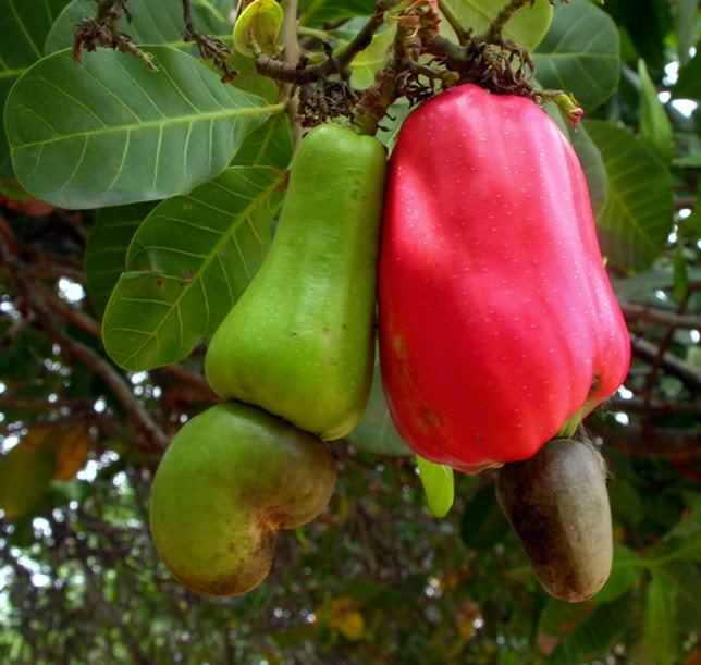 The Legend of the Cashew - HubPages