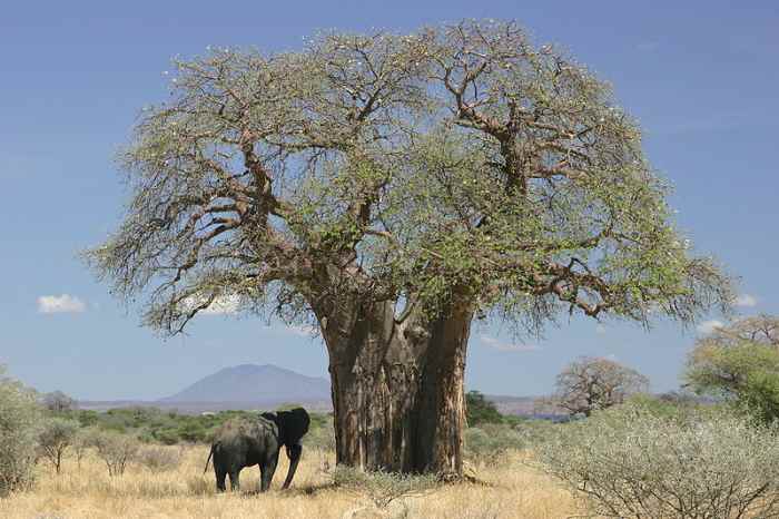 Facts About the Baobab Tree - Description, Uses and Legends - HubPages