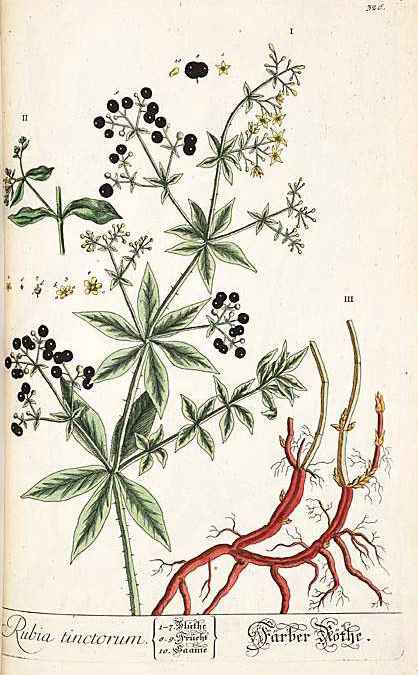 Dye Plants I: The Highly Coveted Madder Red - HubPages