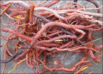 Dye Plants I: The Highly Coveted Madder Red - HubPages