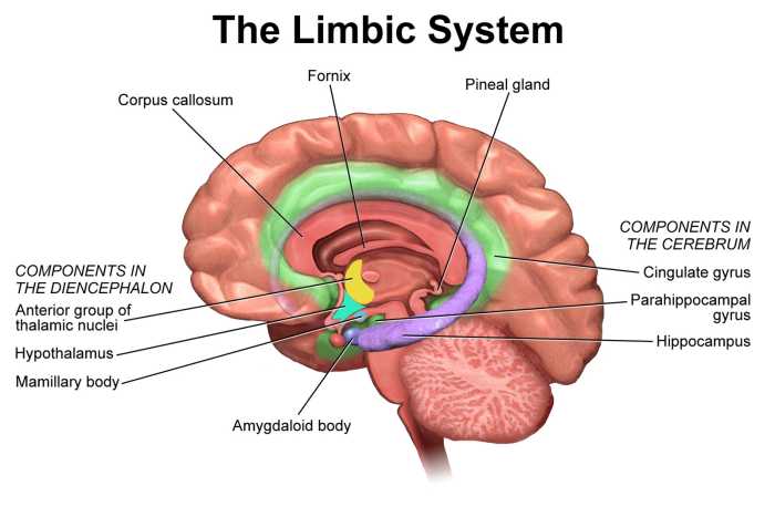Introduction to the Human Brain: Facts, Anatomy, and Functions - Owlcation
