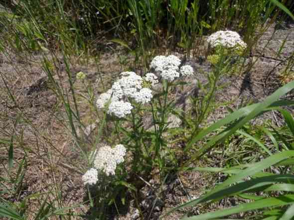 Wildflowers of Southeastern Connecticut - HubPages