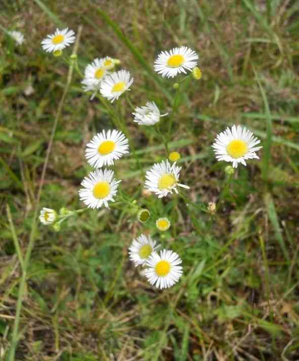 Wildflowers of Southeastern Connecticut - HubPages