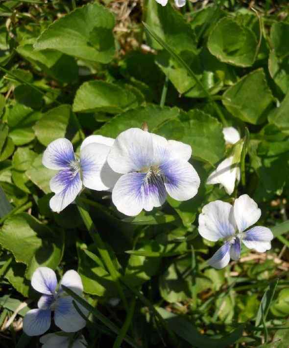 Wildflowers of Southeastern Connecticut - HubPages