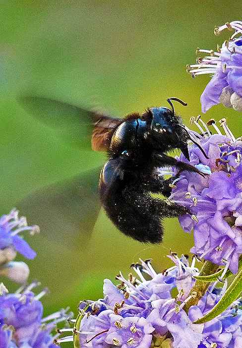 The Violet Carpenter Bee - Xylocopa Violacea - HubPages