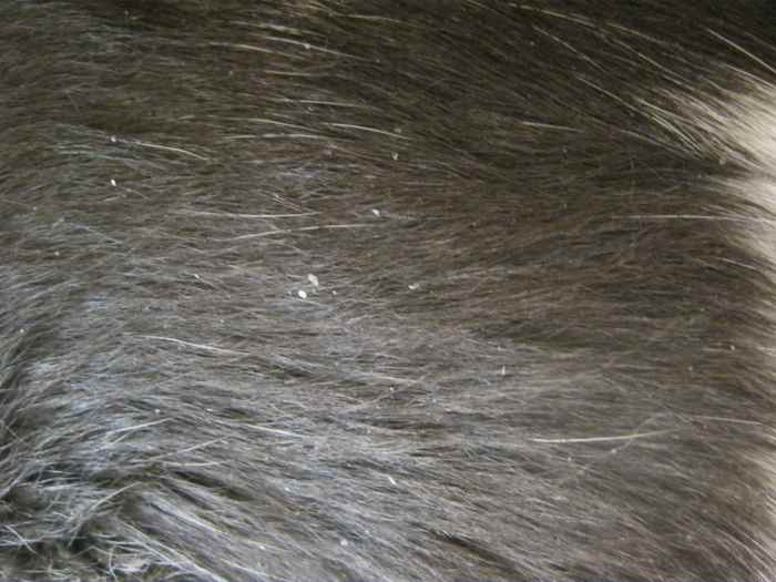 Cat Dandruff ~ Your Cat Is Not Concerned About It But Most Owners Are ...