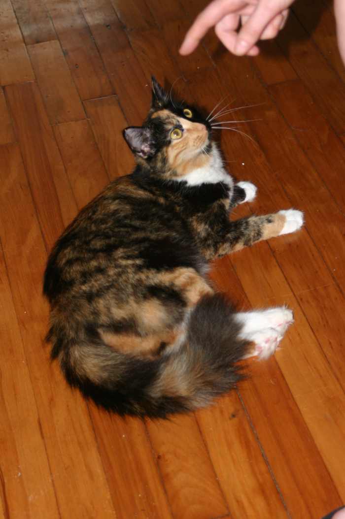 How to Write Bad Haiku - HubPages