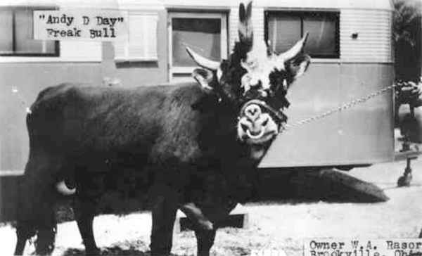 Andy the 2-Headed Bull and Dolly the 2-Headed Cow - HubPages