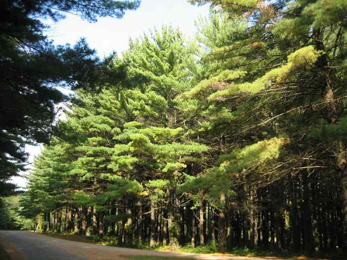 Learn About Deciduous and Evergreen Trees for Kids - HubPages