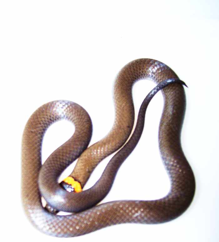 Oklahoma Wildlife: The Southern Ringneck Snake. - HubPages