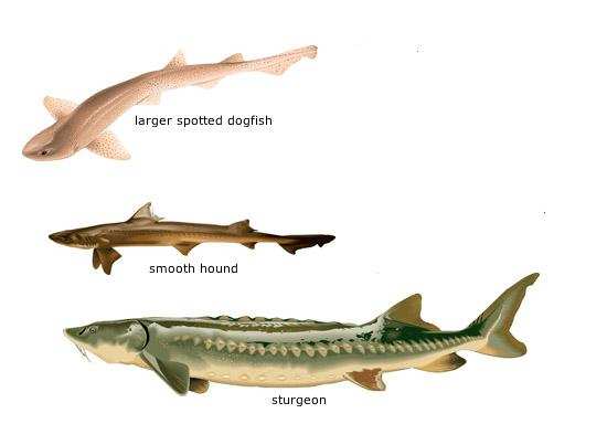 Example of Chordata - HubPages