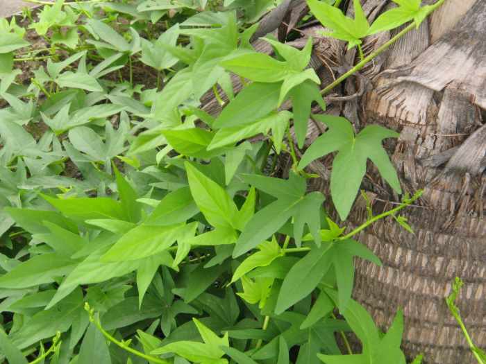 Camote or Sweet Potato: Photos, Cooking, and Health Benefits - HubPages