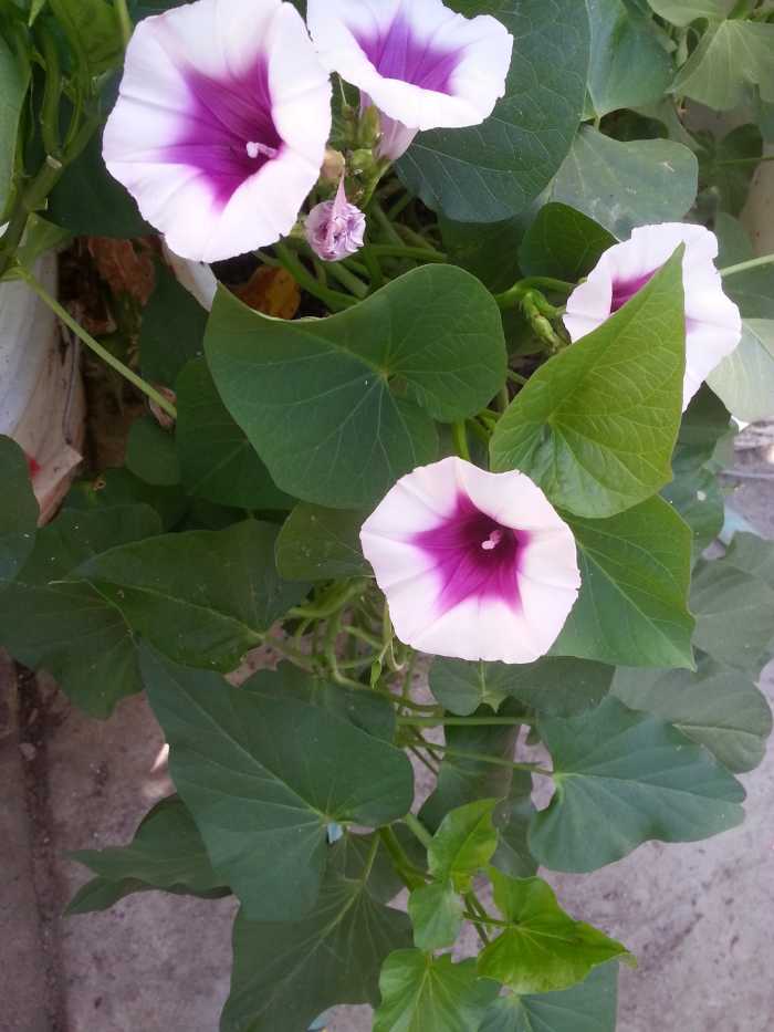 Camote or Sweet Potato: Photos, Cooking, and Health Benefits - HubPages