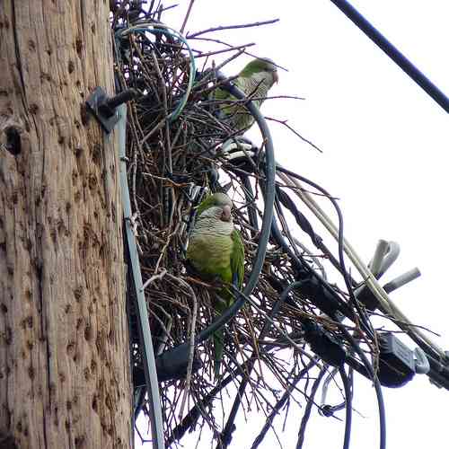 List of Released and Invasive Exotic Pets in the United States - HubPages