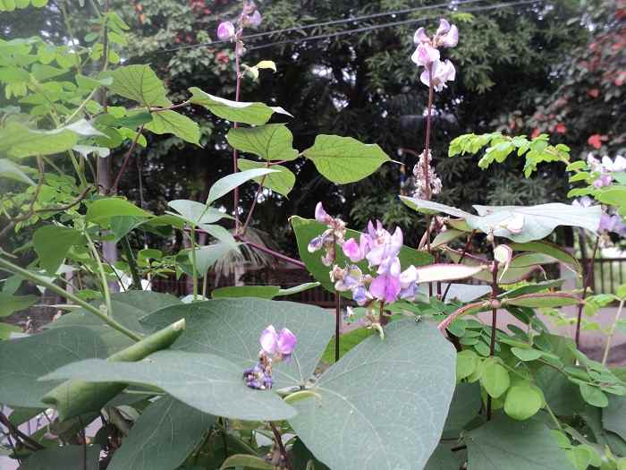 The Miracle of Hyacinth Beans (Bataw) - HubPages