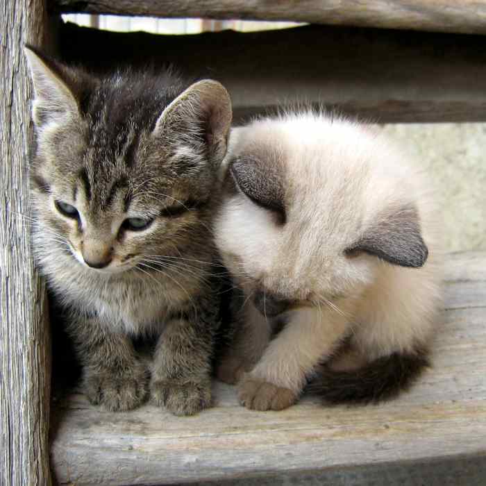 Cat Mathematics: Cat Stacking, Catenary Cables, & Cat Piles - HubPages