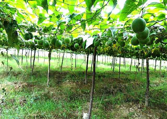 Health Benefits Of Luo Han Guo (Monk Fruit Or Momordica Fruit ) - HubPages