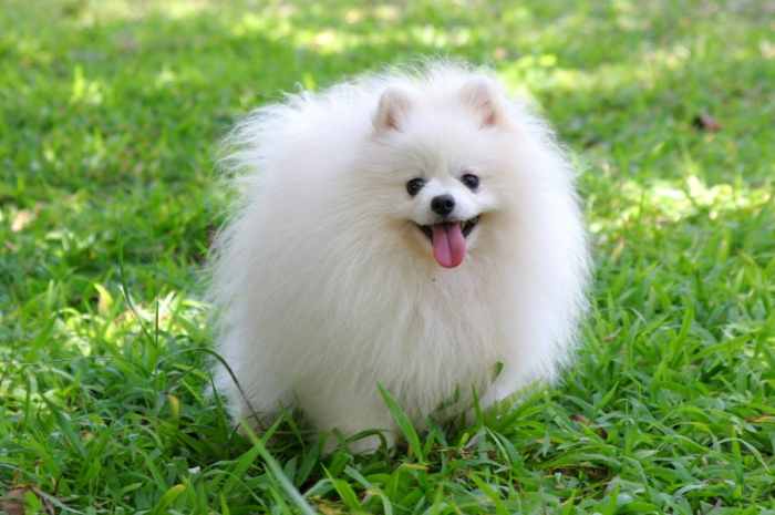 5 Most Beautiful Dog Breeds in the World - HubPages