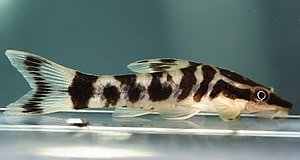 Zebra Oto Catfish: Diet, Tank Size, Compatibility, and More - HubPages