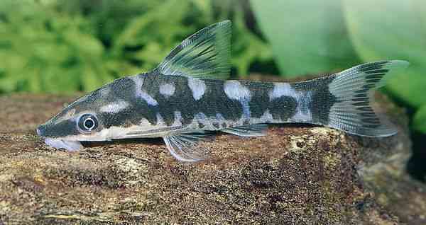 Zebra Oto Catfish: Diet, Tank Size, Compatibility, and More - HubPages